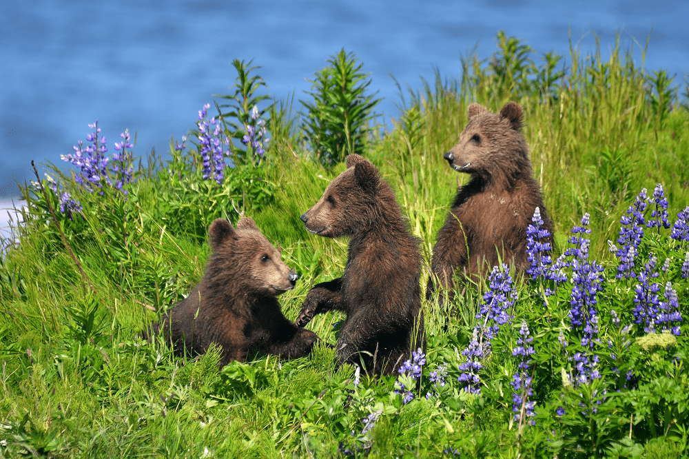 Homestory #6: Alaska